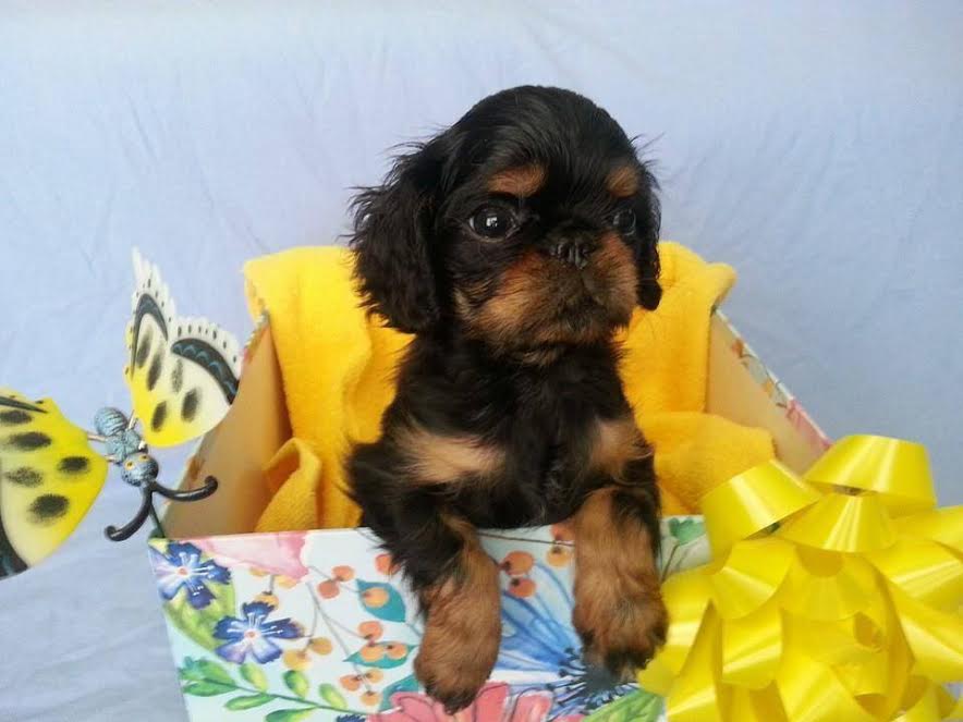 English Toy Spaniel Club of America – Official Site of English Toy ...